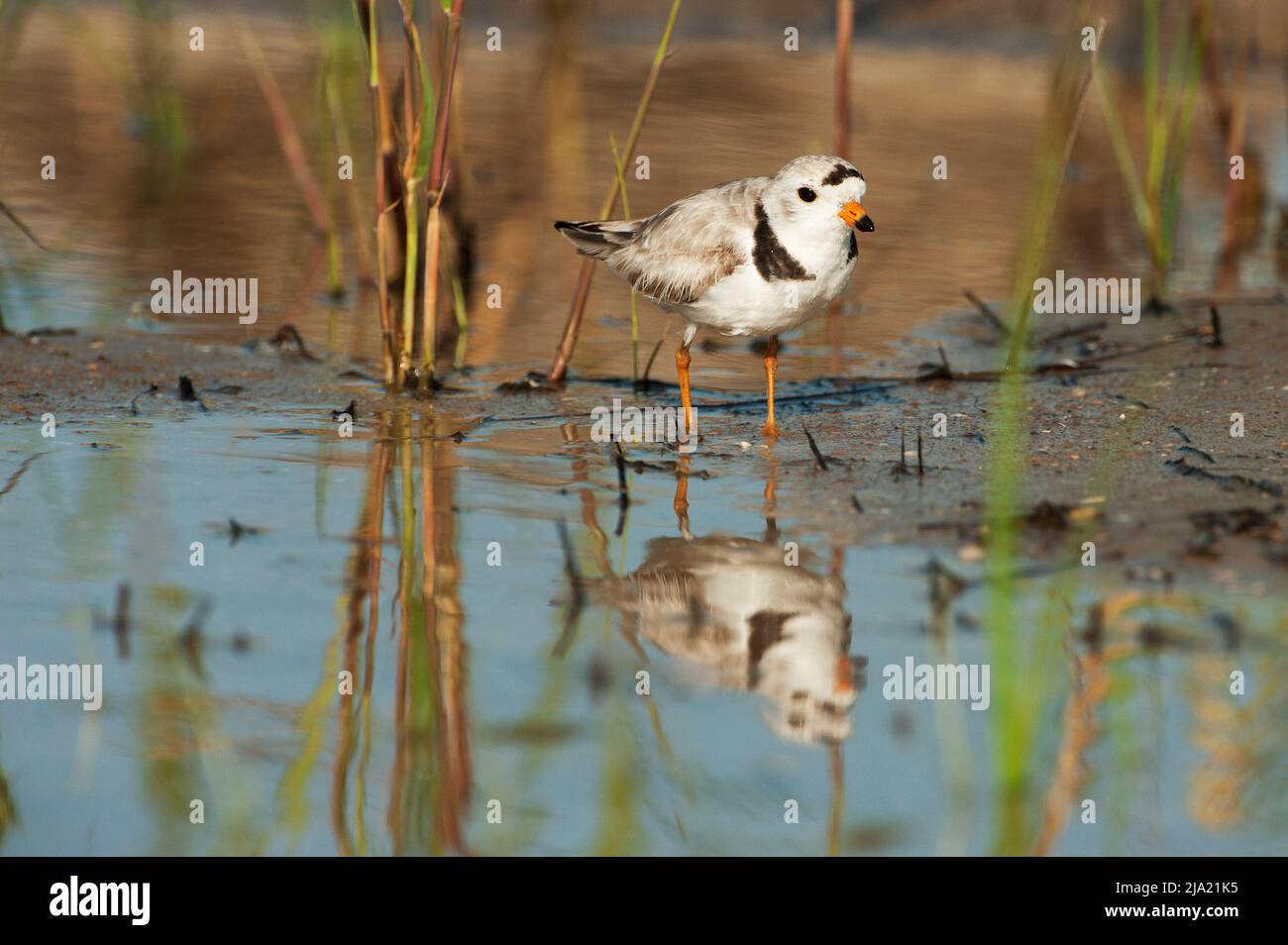 Adult piping plover and reflection during breeding season Stock Photo ...