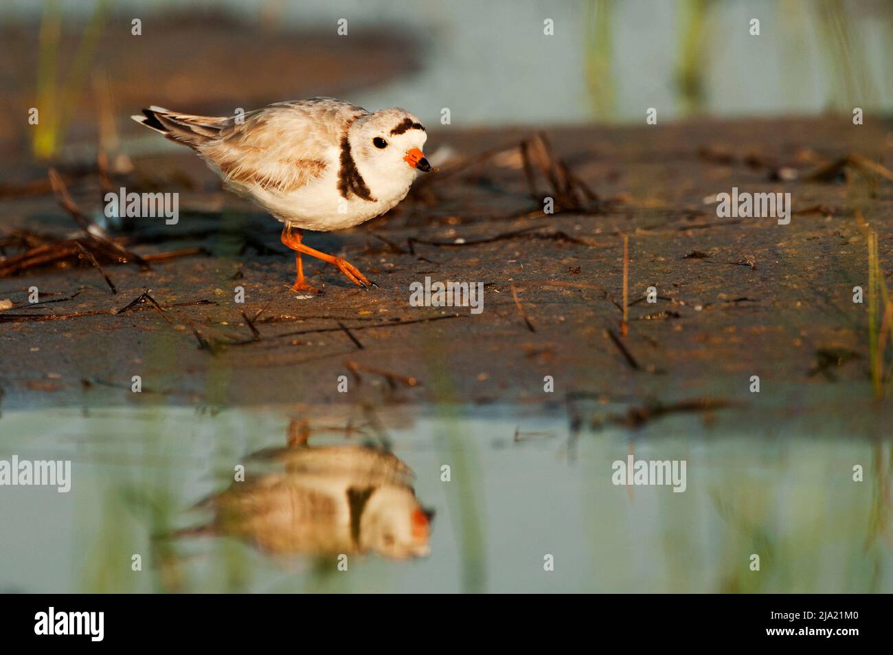 Adult piping plover and reflection during breeding season Stock Photo ...