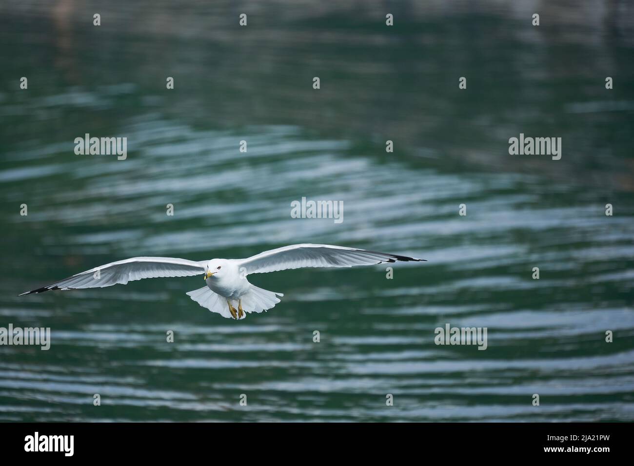 Black tipped bird flying low over water hi-res stock photography and ...