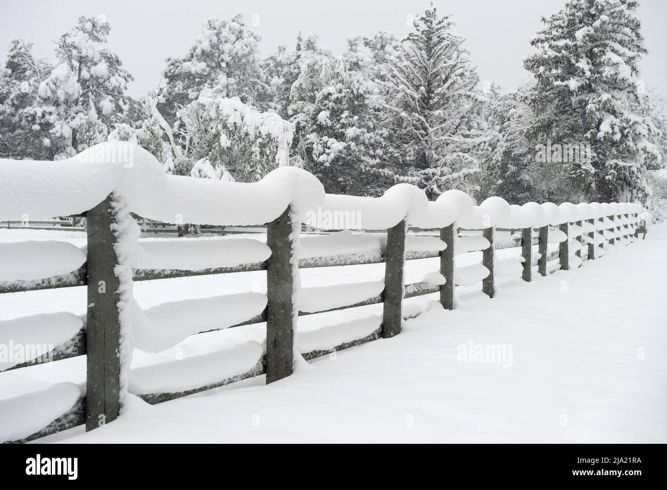 Late Spring snowstorm in Colorado Springs, May 20-21, 2022 Stock Photo ...