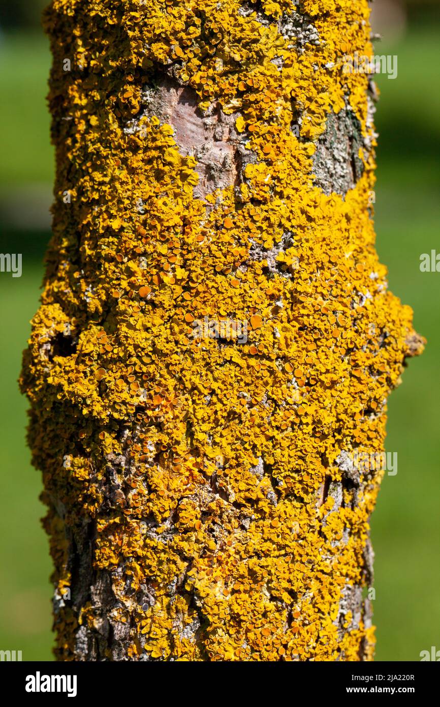 close-up of tree bark, structure and features of protective tree bark ...