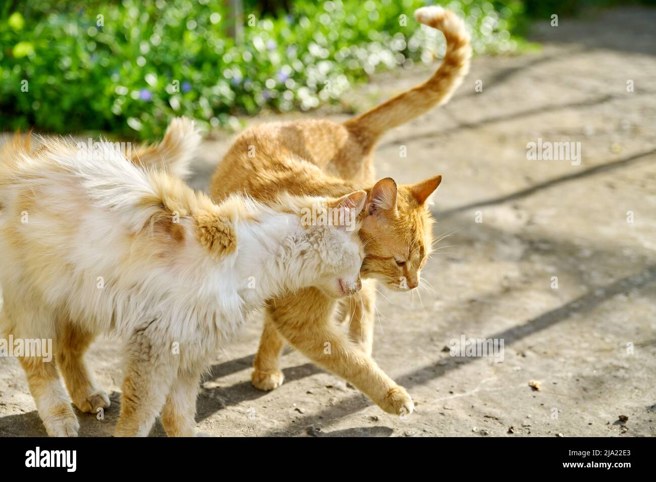 Two rural ginger cats in love being friends and walking together ...