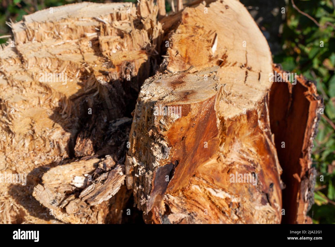 hardwood logging for industrial processing and production, tree trunks ...