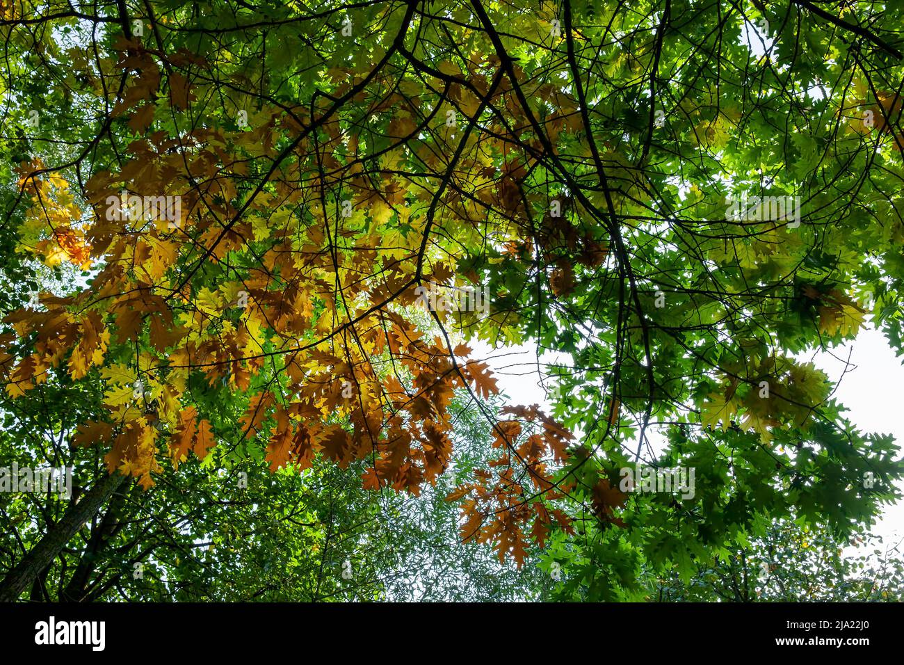 oak foliage turning yellow in autumn during leaf fall, oak tree with ...