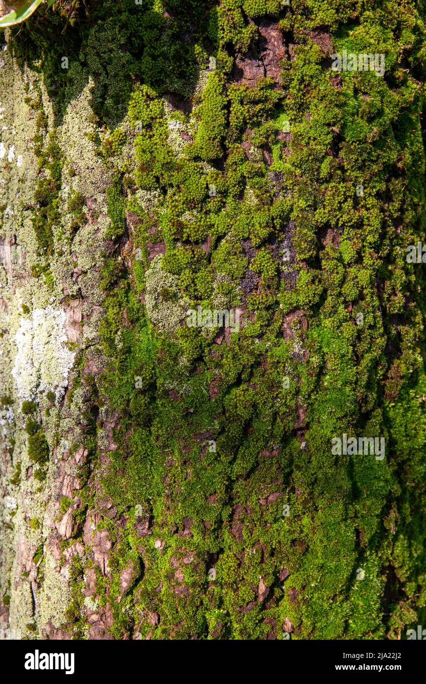 close-up of tree bark, structure and features of protective tree bark ...