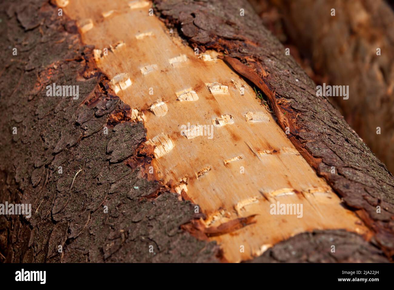 hardwood logging for industrial processing and production, tree trunks ...
