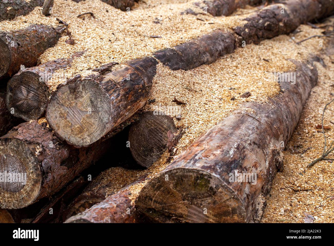 hardwood logging for industrial processing and production, tree trunks ...