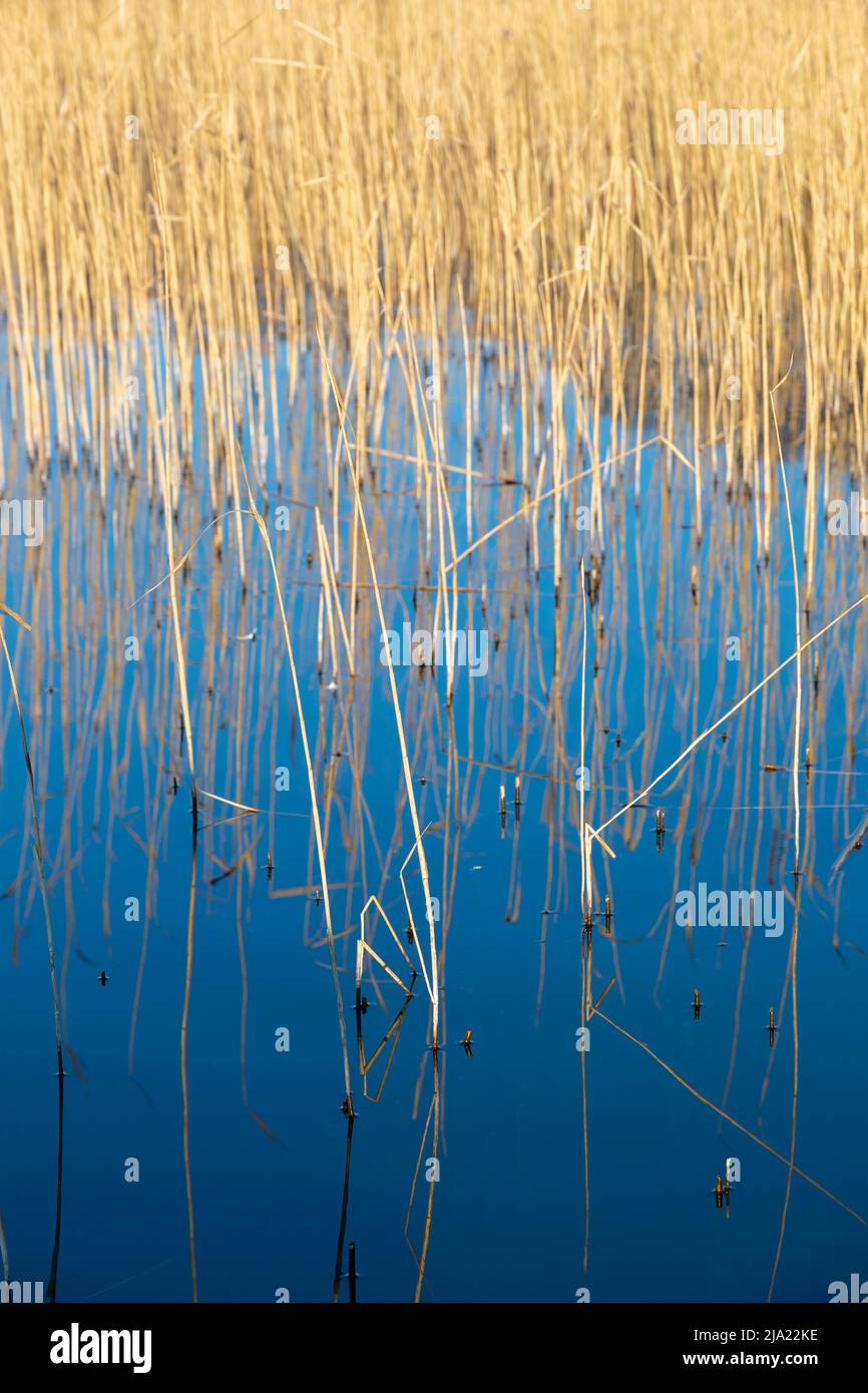 Reed blades reflected in the water surface, Mueritz National Park ...