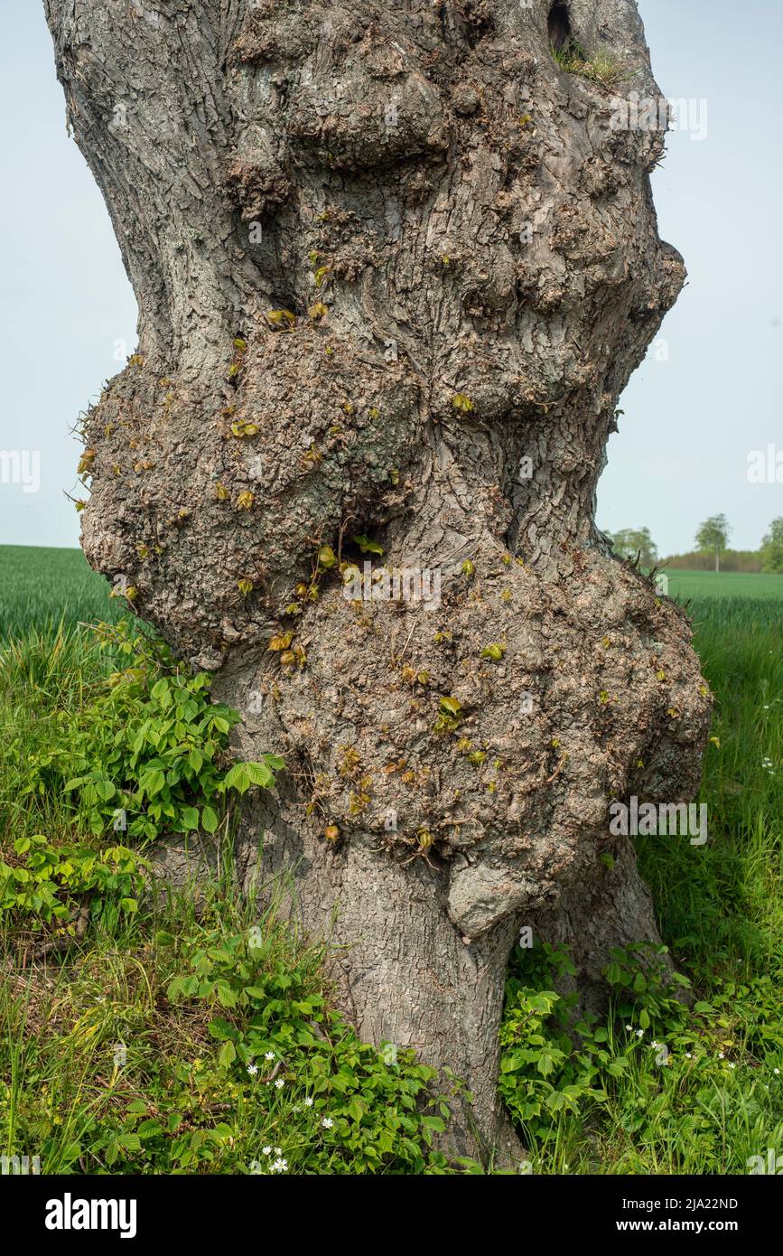 Old gnarled elm tree in Charlottenlund avenue, Ystad, Scania, Sweden ...