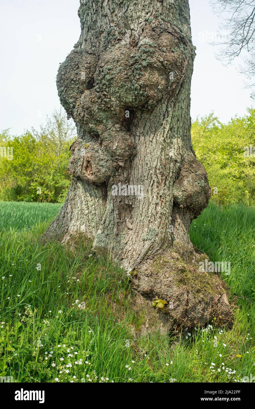 Old gnarled elm tree in Charlottenlund avenue, Ystad, Scania, Sweden ...
