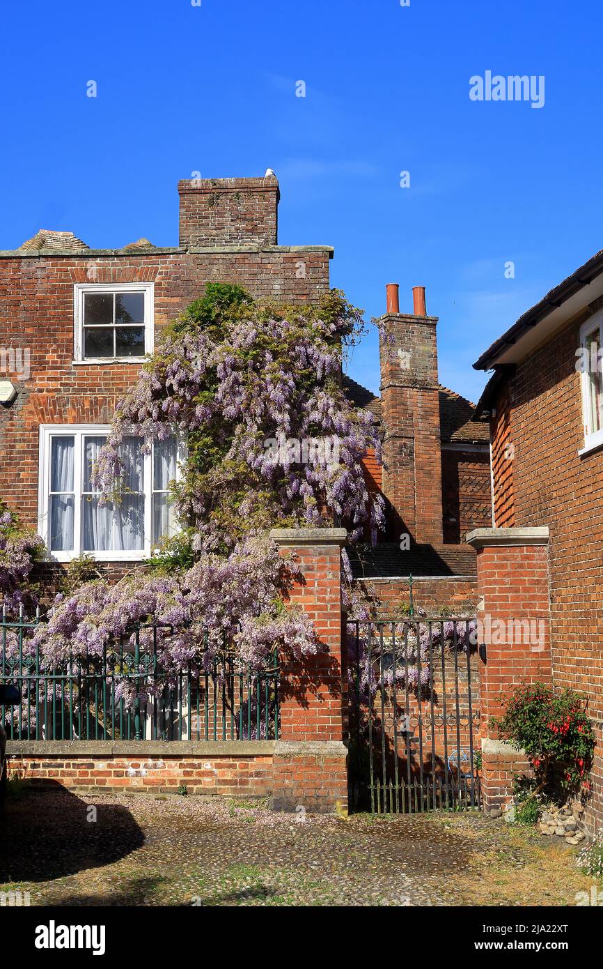 A building in Rye covered in Wisteria Stock Photo - Alamy