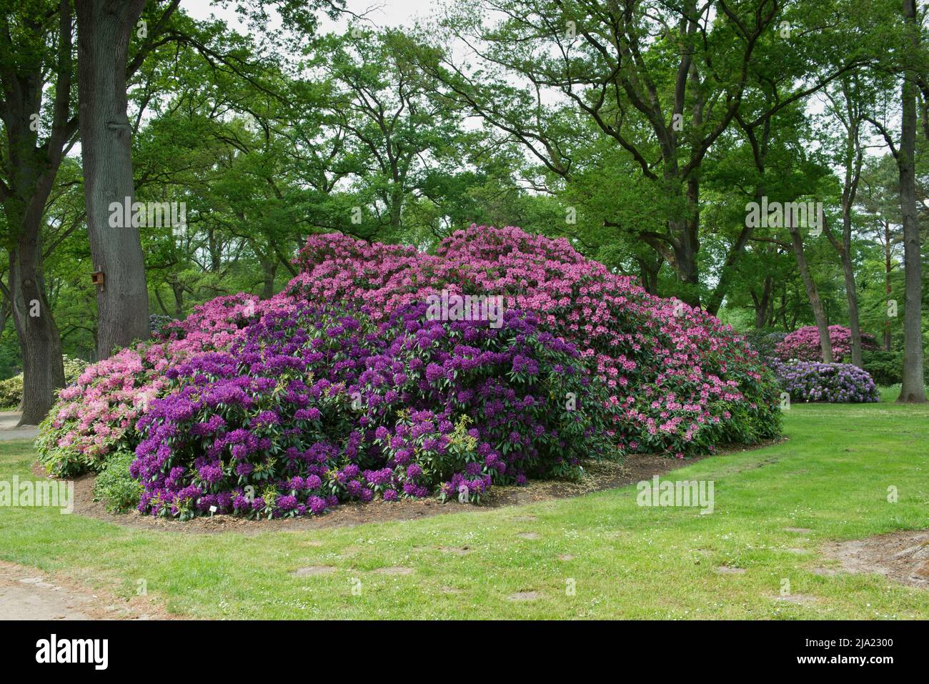 Rhododendron flowers (Rhododendron Monsieur Marcel Renard ...