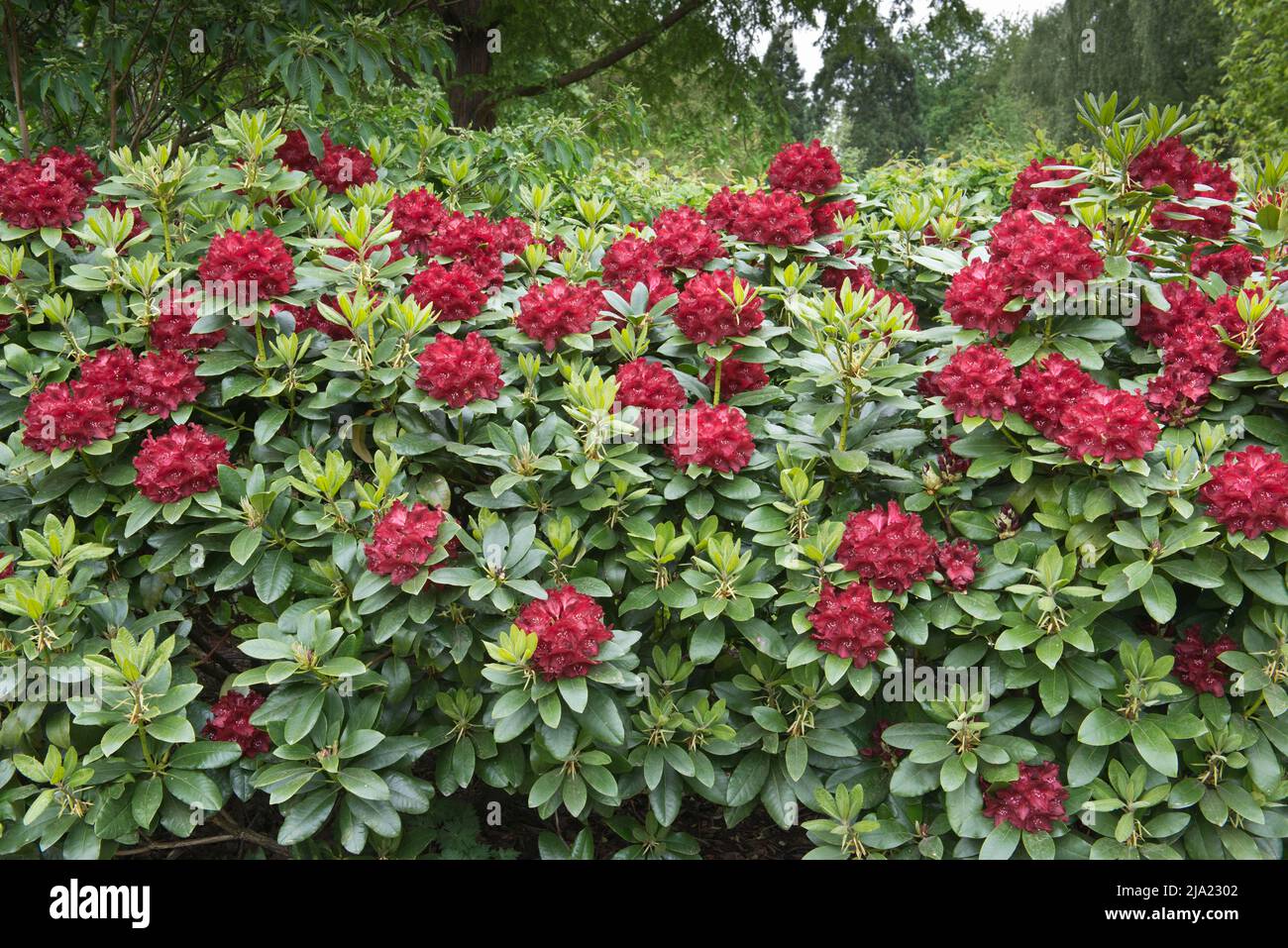 Rhododendron blossoms (Rhododendron Cherry Kiss), Rhododendron Park ...