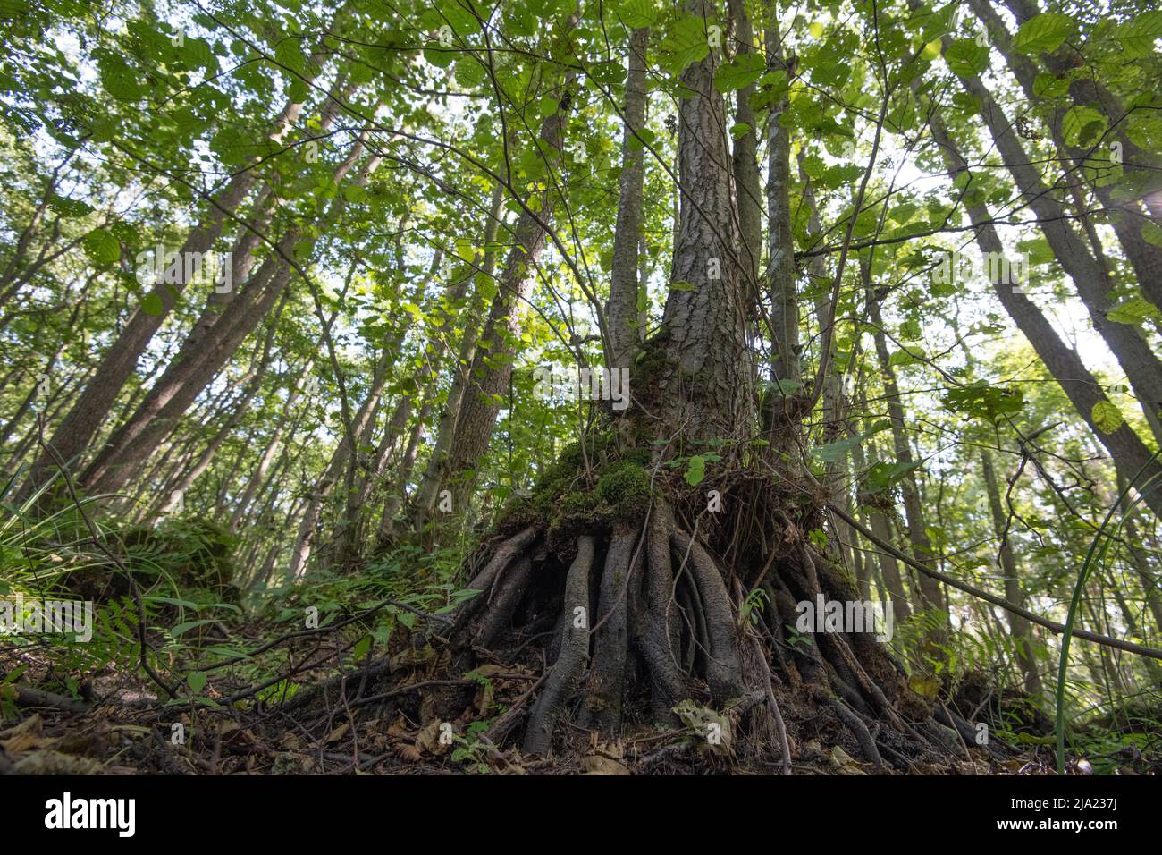 Mixed beech forest, roots formed above ground, Vorpommersche ...