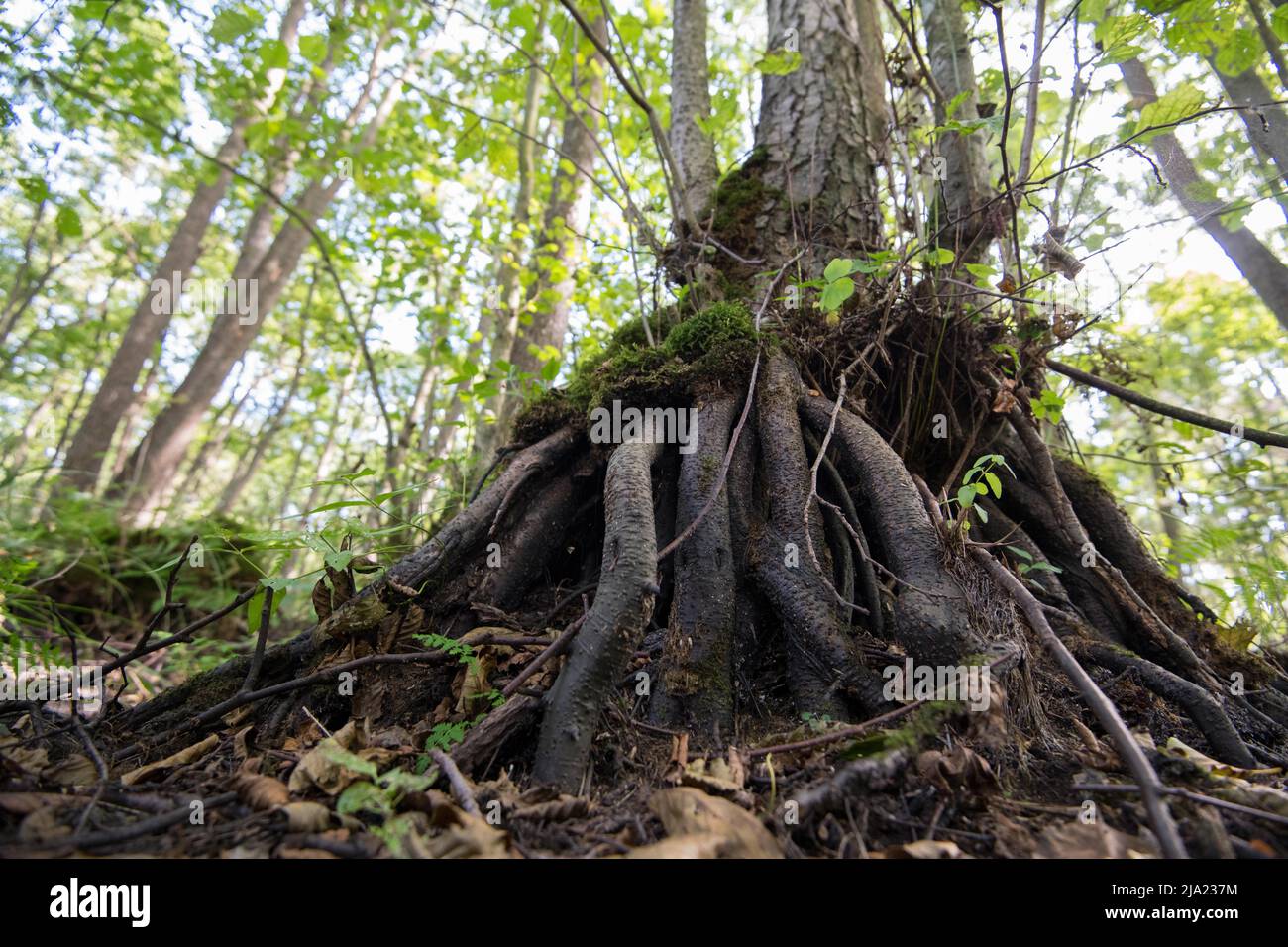 Mixed beech forest, roots formed above ground, Vorpommersche ...