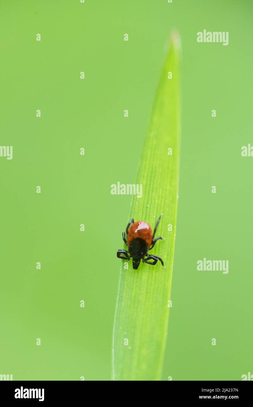 Common wood tick (Ixodes ricinus), sitting in the grass by the wayside ...