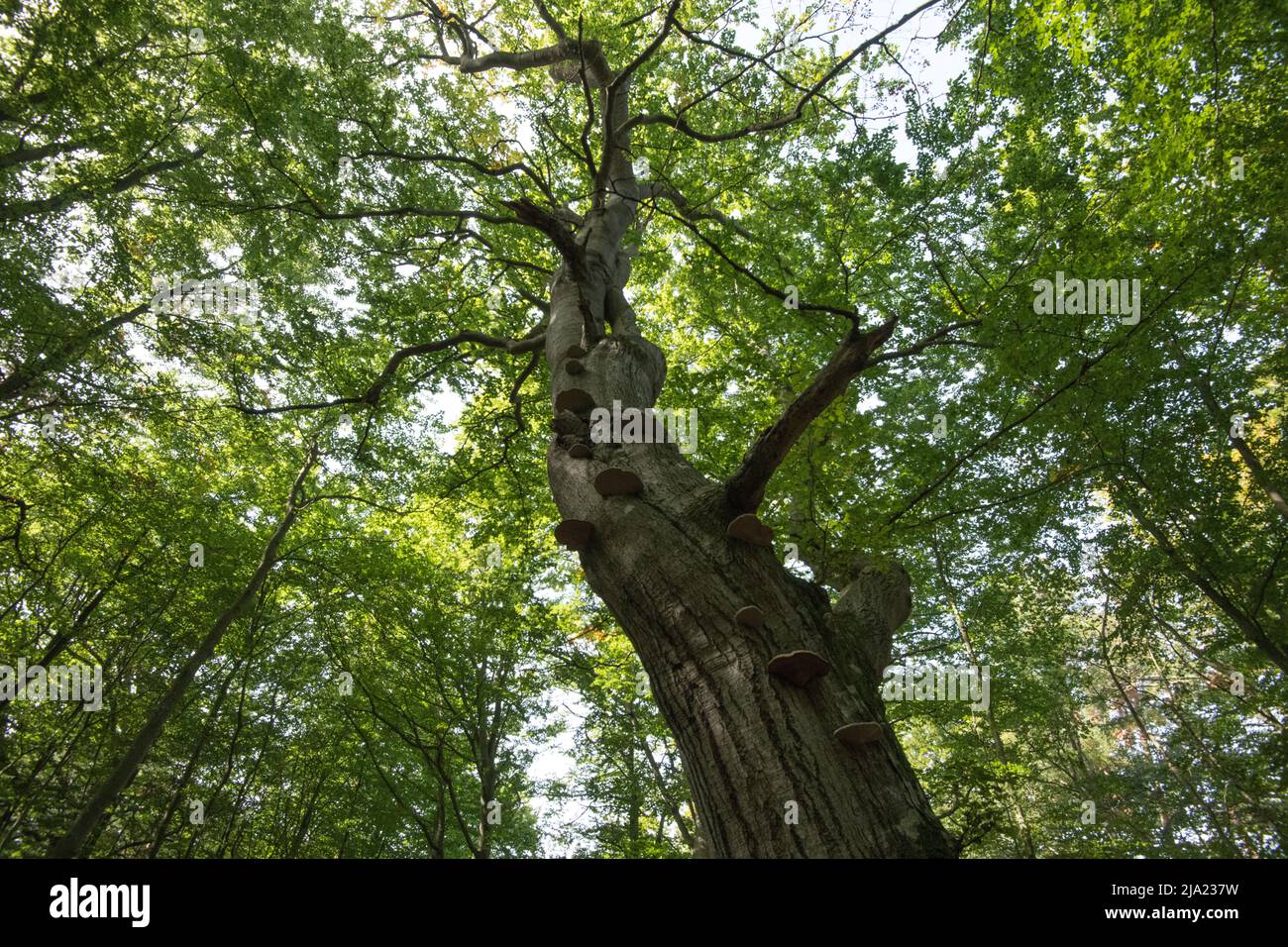 Small dead tree hi-res stock photography and images - Alamy