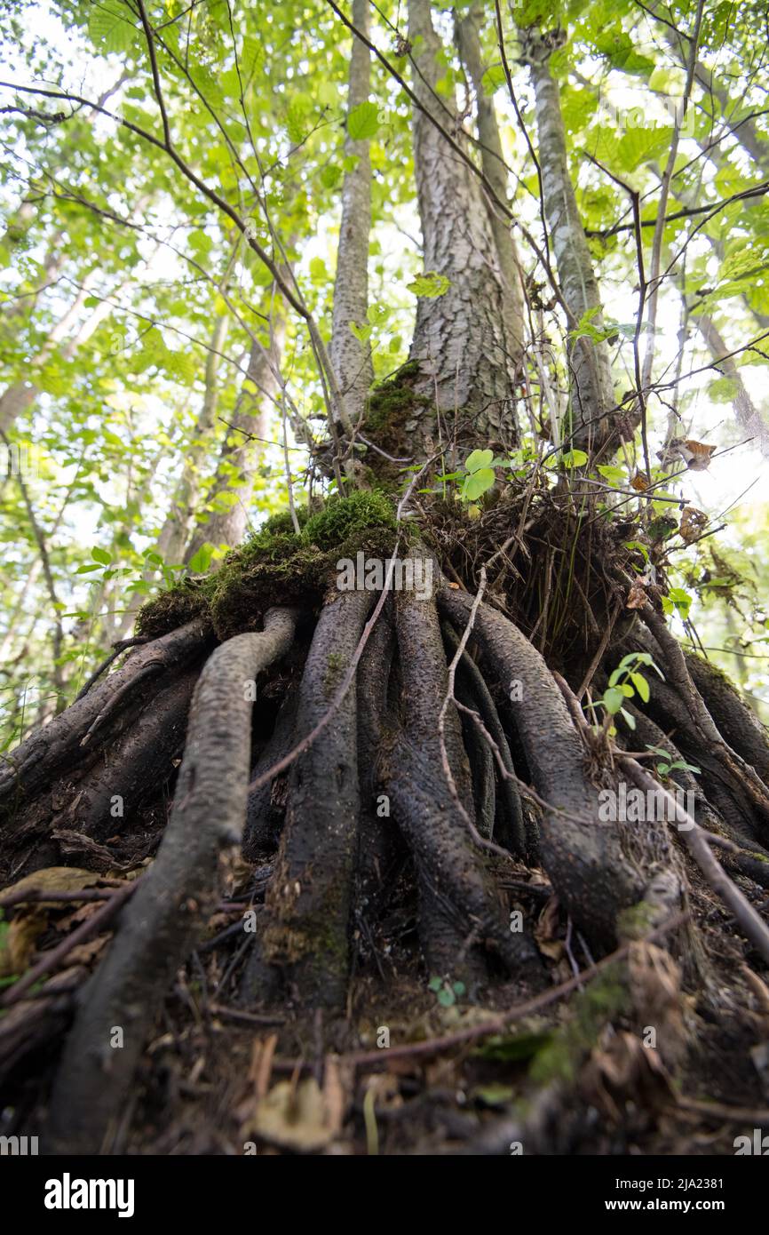 Mixed beech forest, roots formed above ground, Vorpommersche ...