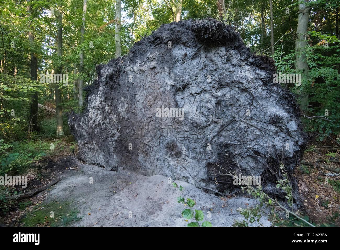 Root plate in the Darss primeval forest, important small biotope for ...