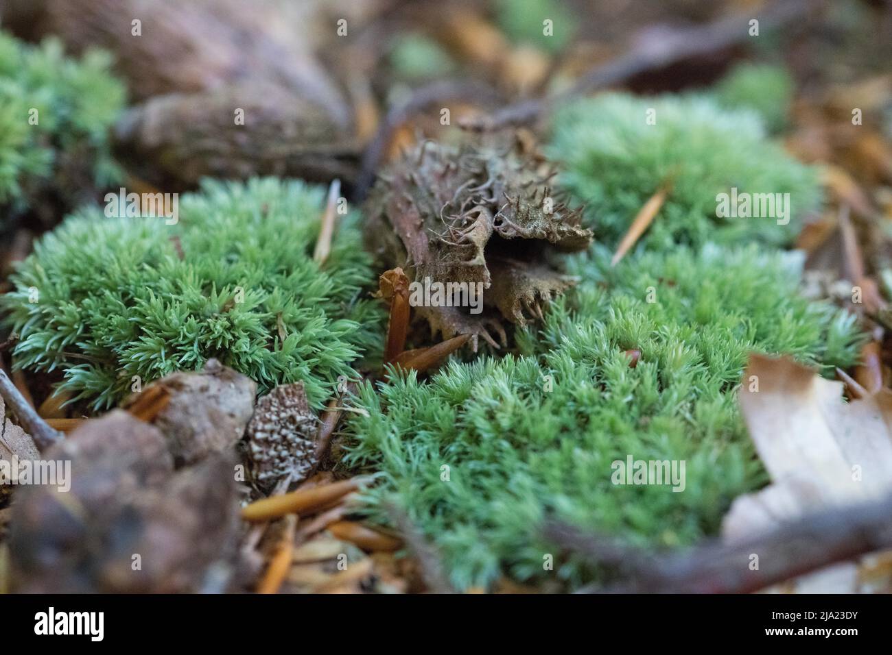 Structure-rich forest floor in the Darss primeval forest, water ...