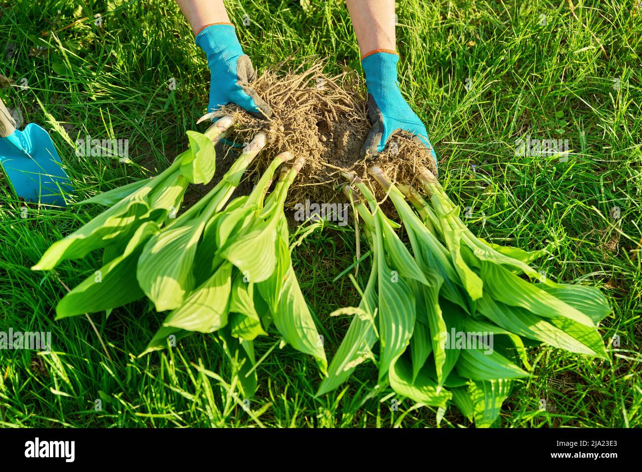 Close-up of spring dividing and planting bush of hosta plant Stock ...