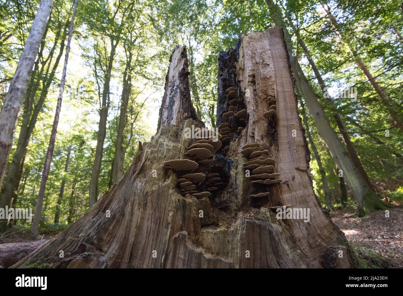 Tree stump overgrown with fungi in the Darss primeval forest, deadwood ...