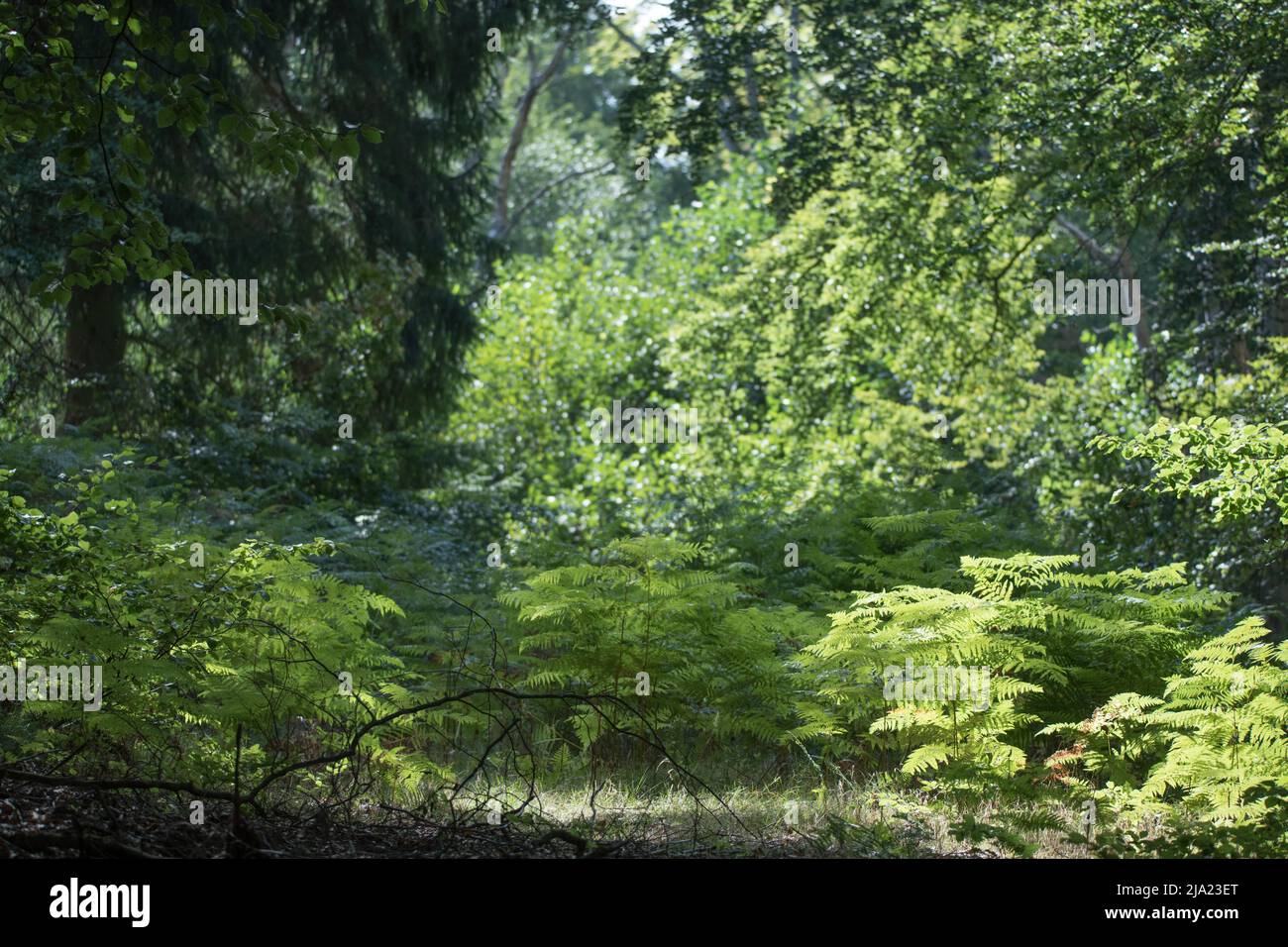 Increase biodiversity hi-res stock photography and images - Alamy