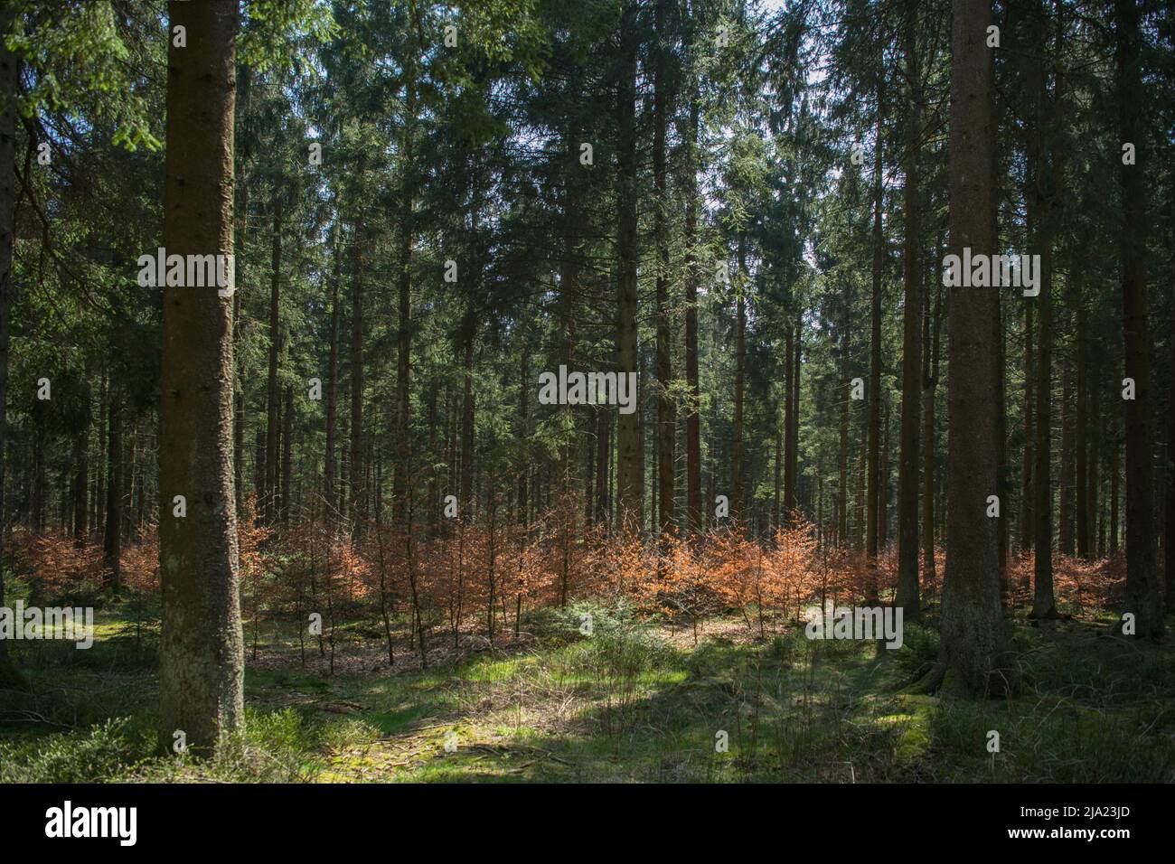 Softwood monoculture hi-res stock photography and images - Alamy
