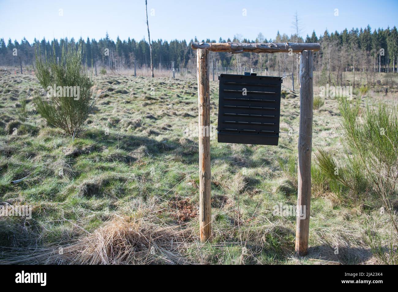 Scientific work in the Eifel National Park, bark beetle trap, Eifel ...