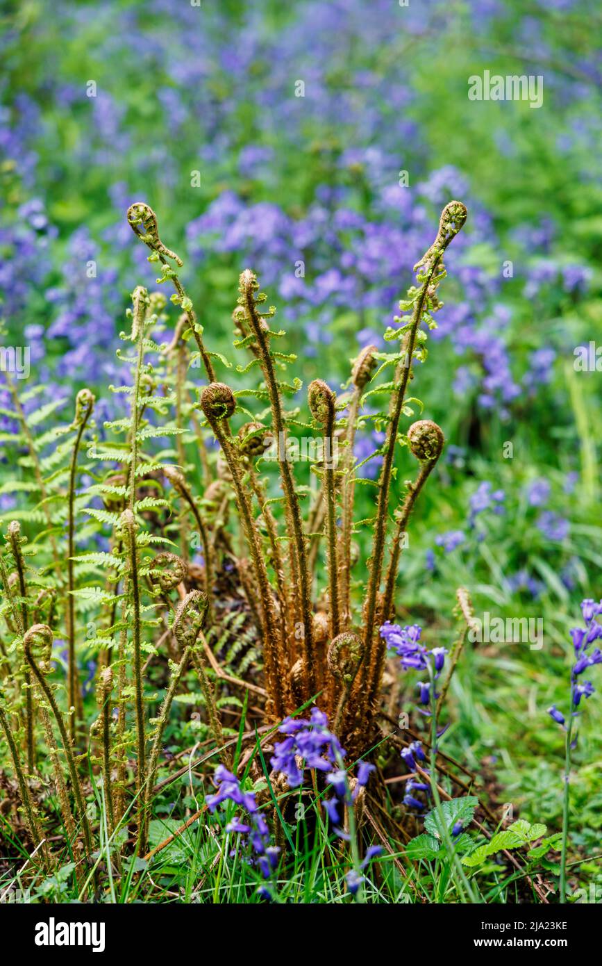 Unfurling ferns in English bluebells (Hyacinthoides non-scripta ...