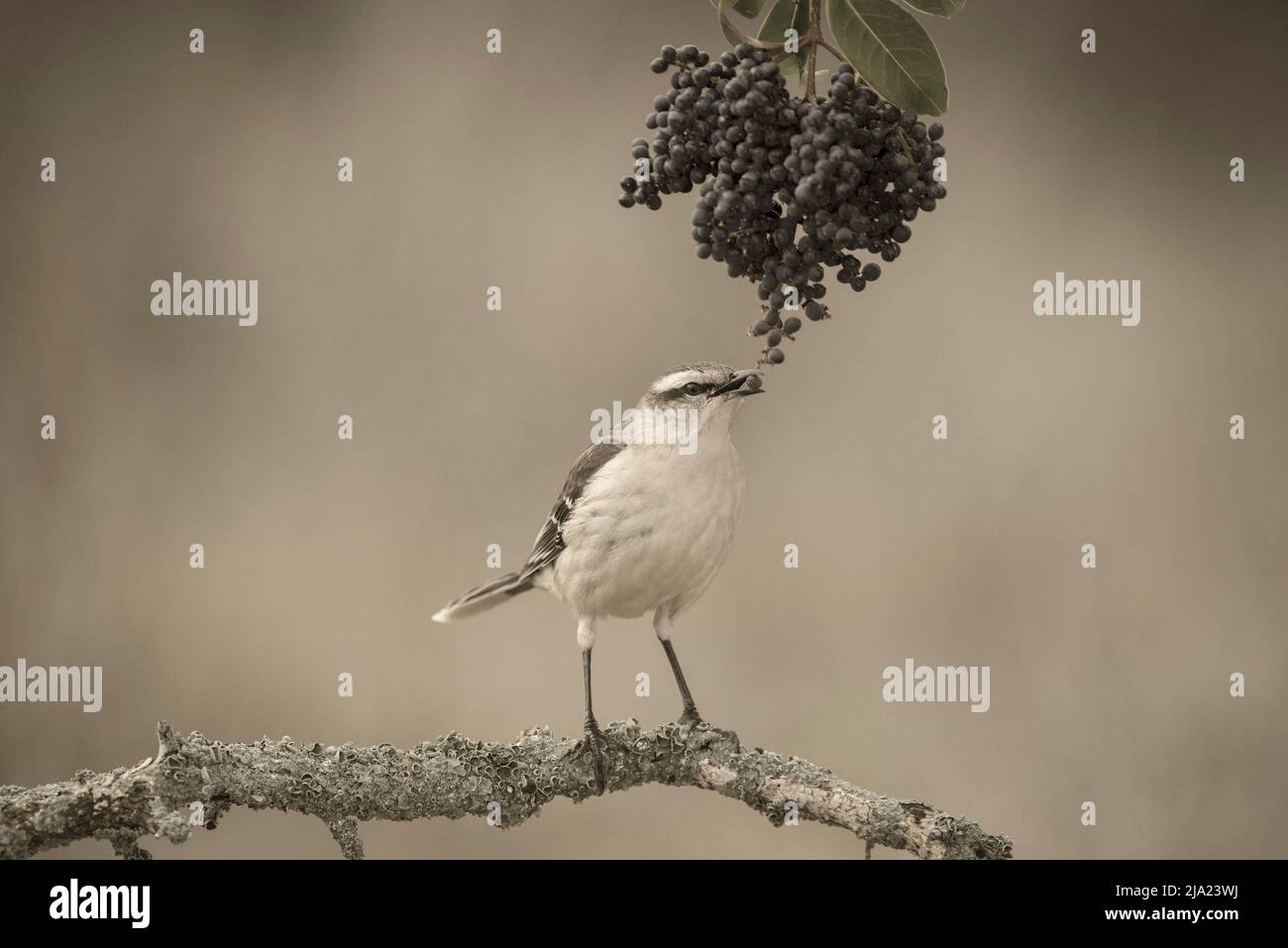 White banded Mockingbird, Mimus triurus, in Pampas grass environment ...