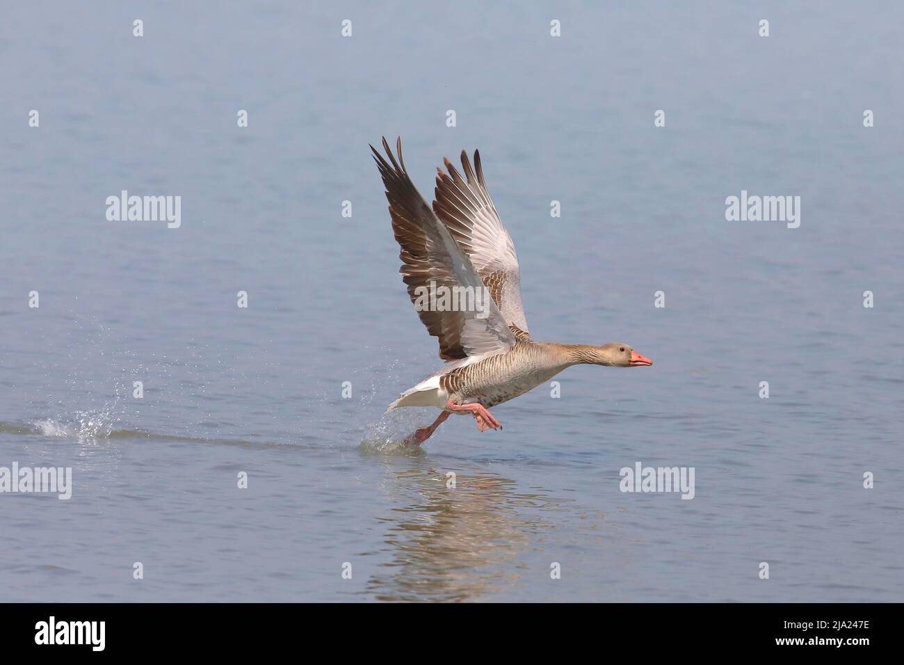 Shallow flight hi-res stock photography and images - Alamy