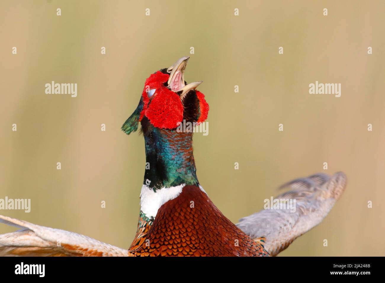 Mating season pheasant hi-res stock photography and images - Alamy