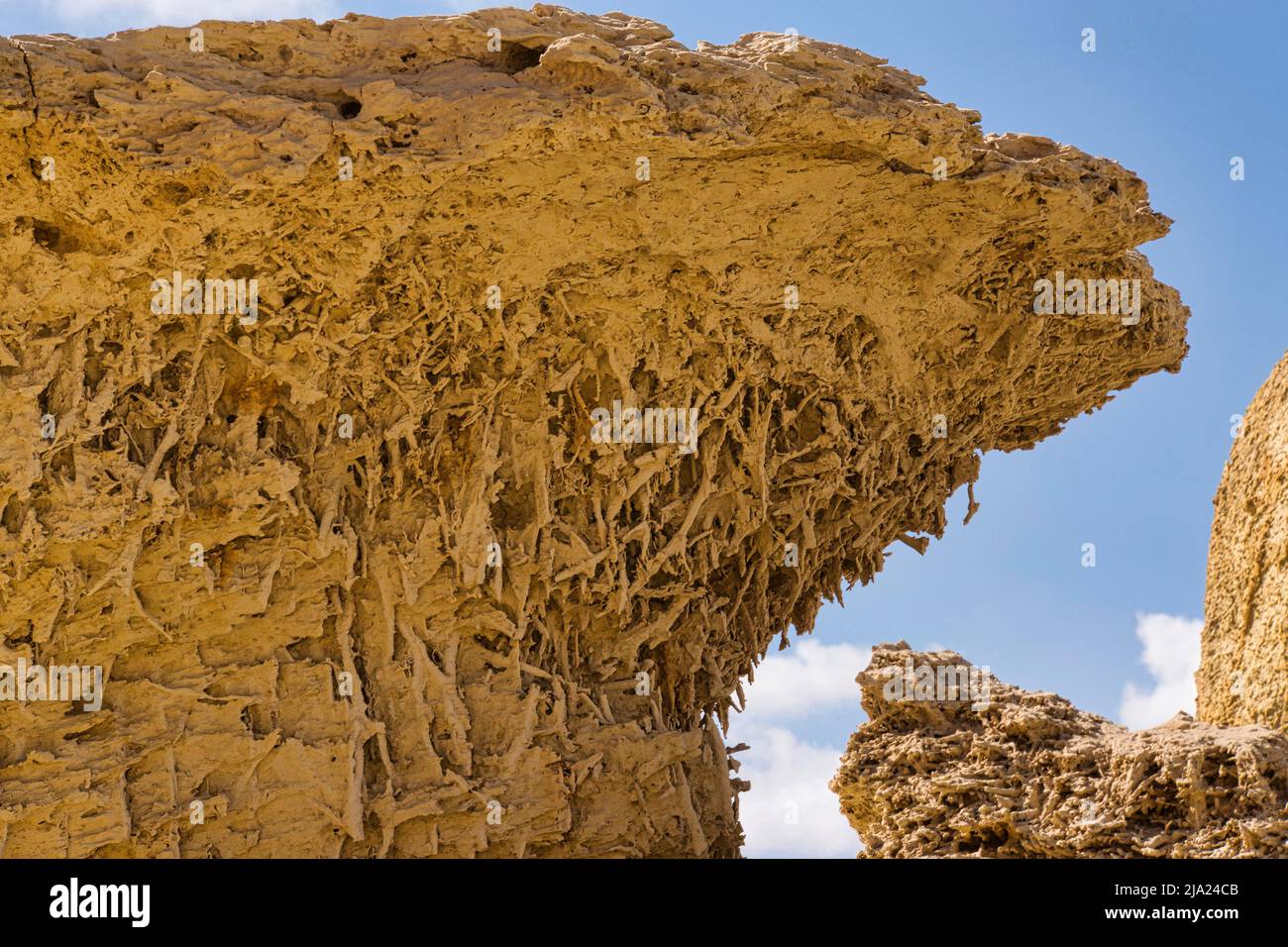 Fossilised mangrove roots, Wadi Hitan, Fayum, Egypt Stock Photo - Alamy