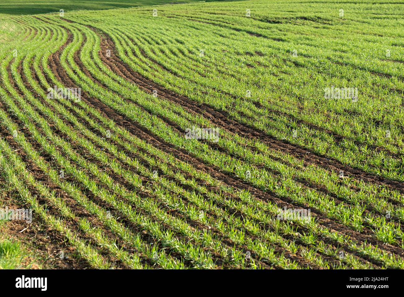 Winter wheat planting hi-res stock photography and images - Alamy Winter wheat planting hi-res stock photography and images - Alamy