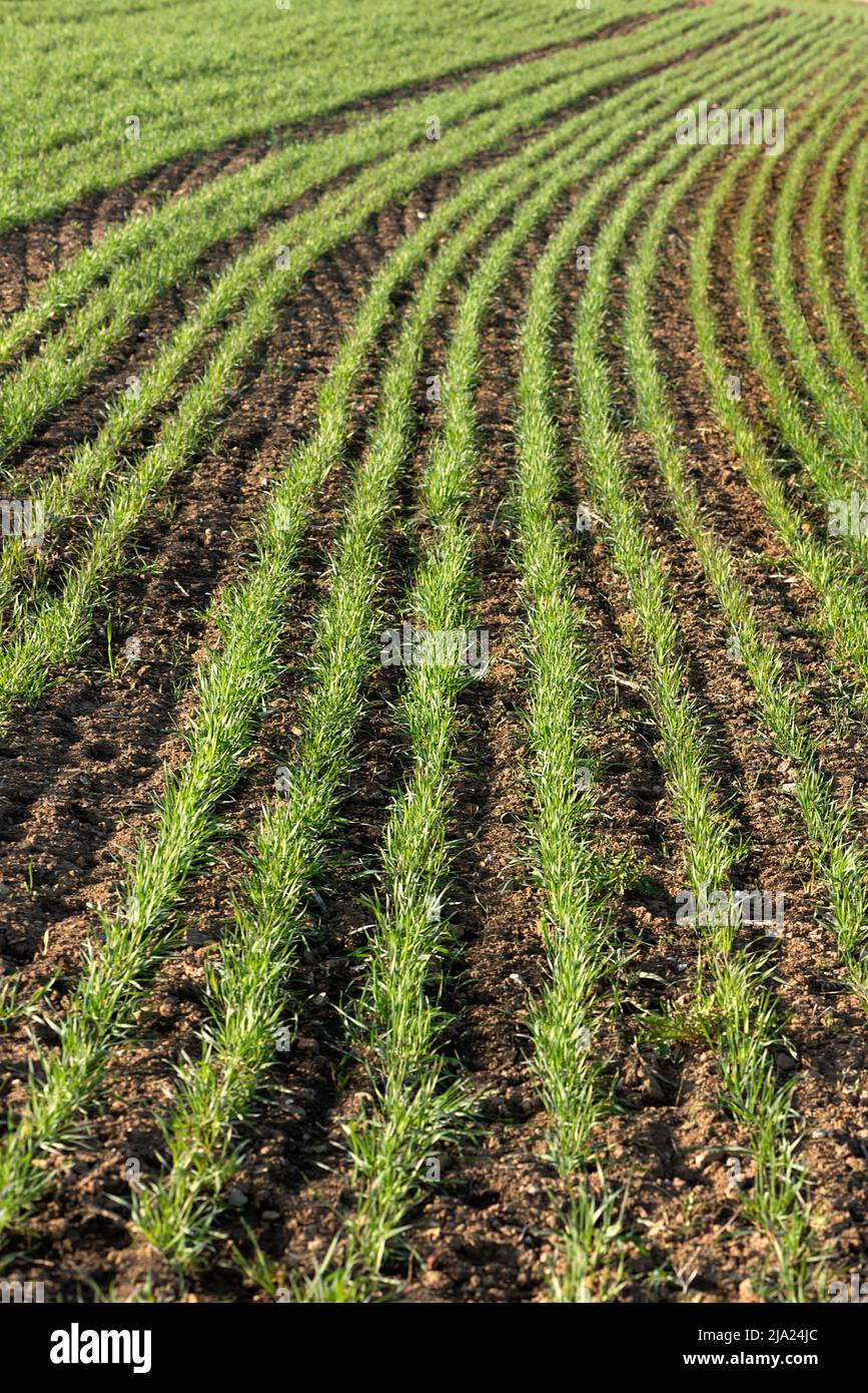 Sprouting winter wheat (Triticum aestivum) in a field, Franconia ...