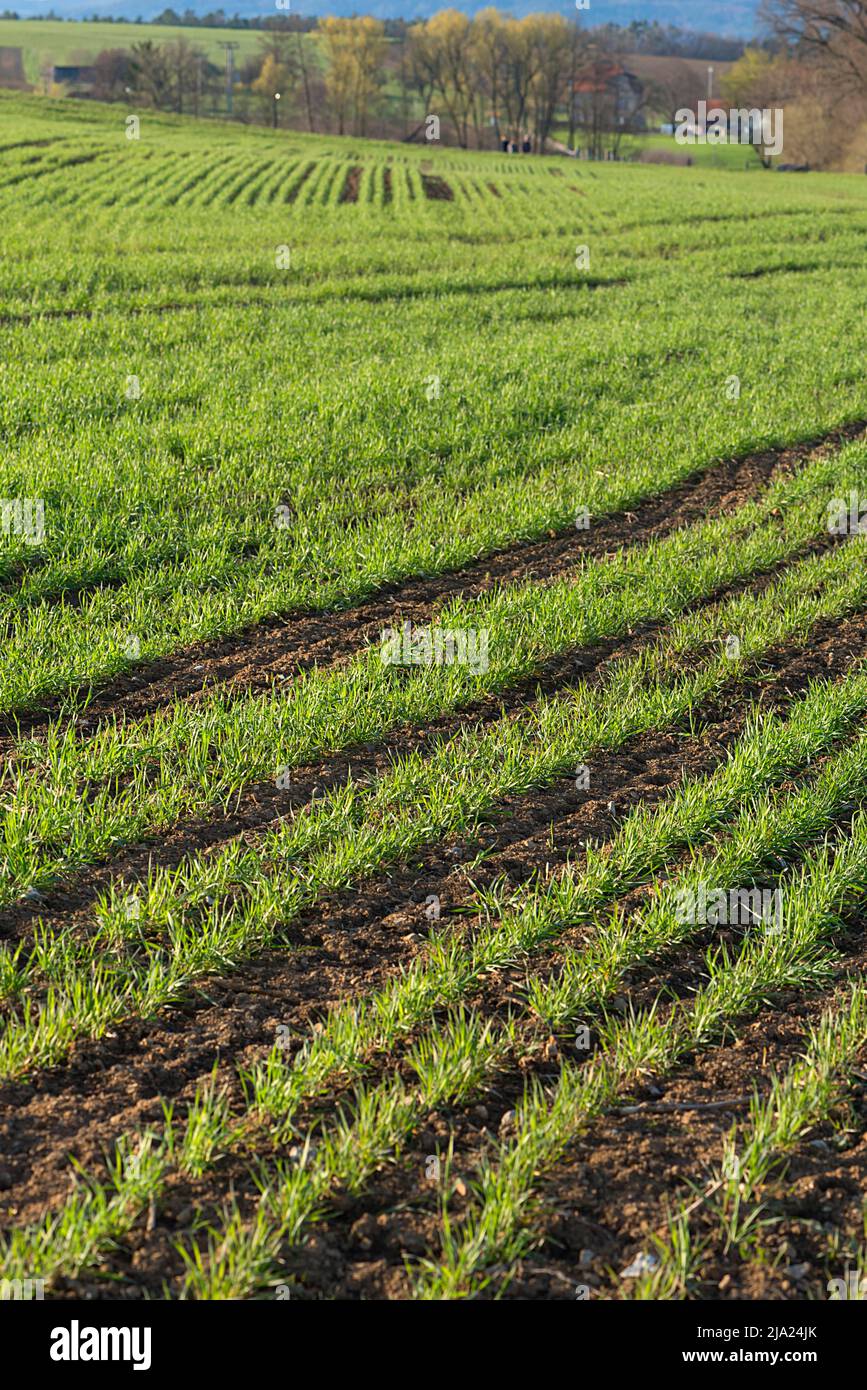 Sprouting winter wheat (Triticum aestivum) in a field, Franconia ...