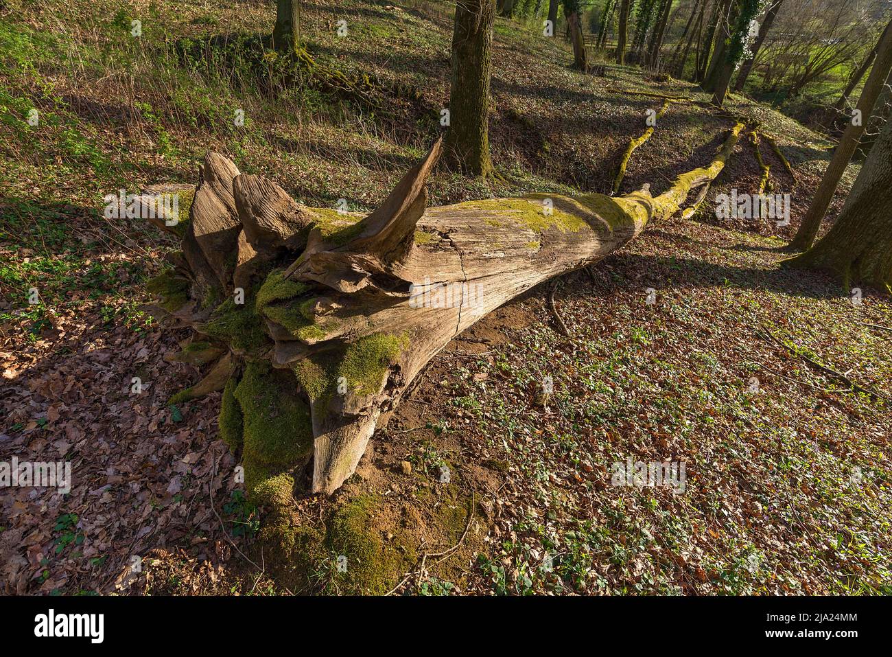 Dead, uprooted tree, Beerbach, Middle Franconia, Bavaria, Germany Stock ...