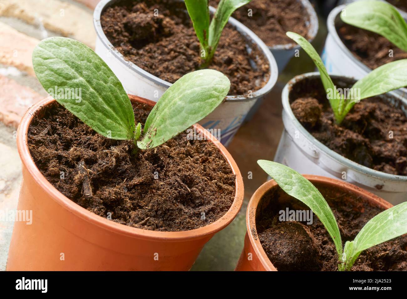Zucchini or courgette seedlings in orange plastic containers. Green ...