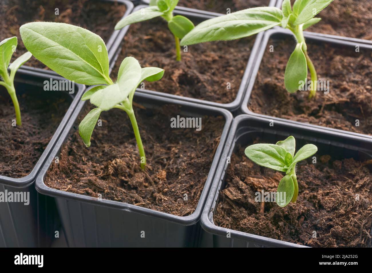 Sunflower seedlings in plastic containers in front of a window. Green ...