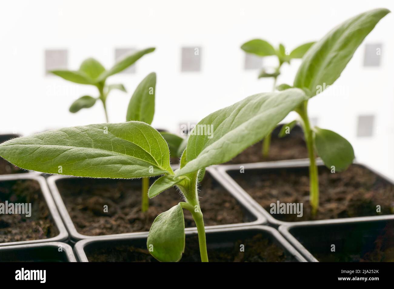 Sunflower seedlings in plastic containers in front of a window. Green ...