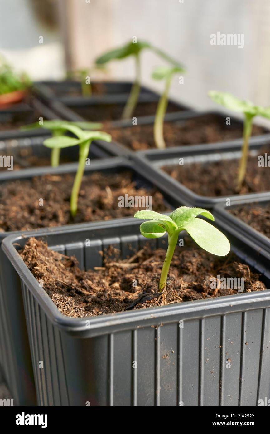 Sunflower seedlings in plastic containers in front of a window. Green ...