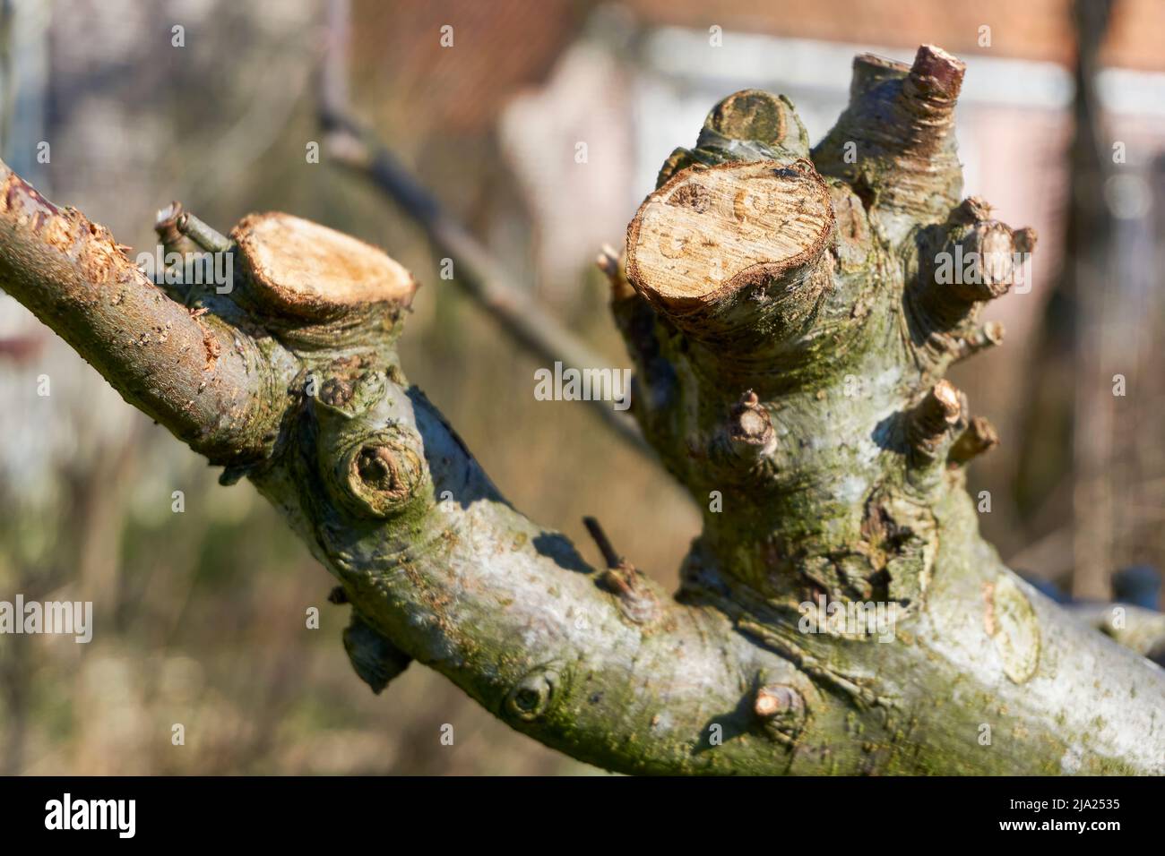 Pruned apple tree hi-res stock photography and images - Alamy