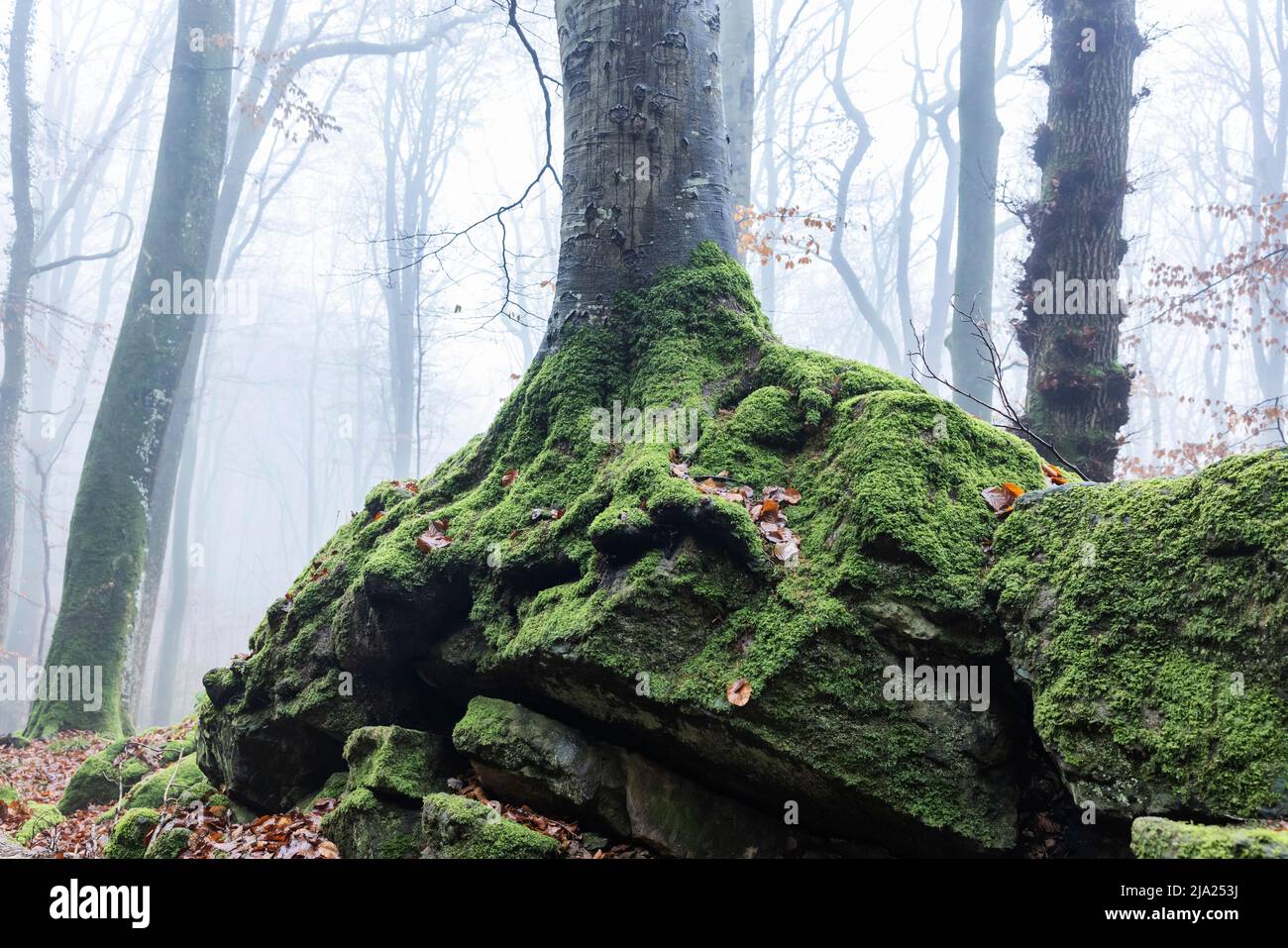 Mossy tree root on boulder, Luxembourg's Little Switzerland, Mullerthal ...