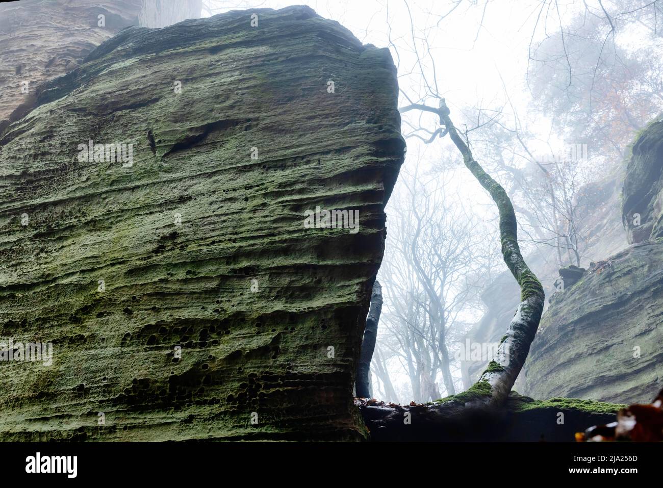 Bizarre rocky landscape in the mist, Mullerthal or Mullerthal ...