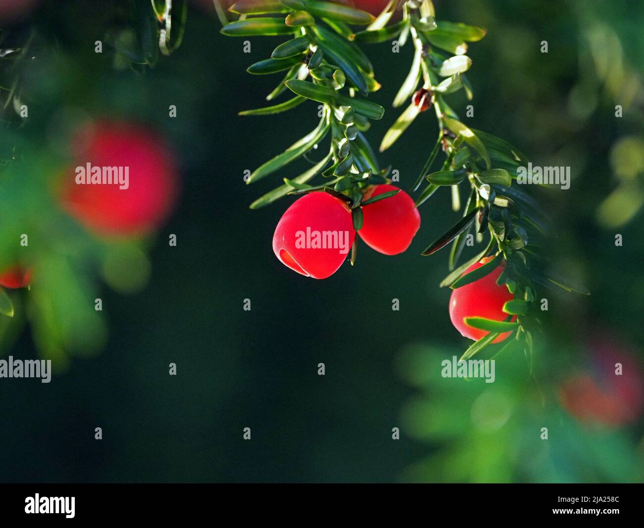 Bright red backlit berries of English Yew (Taxus baccata) contrast with ...