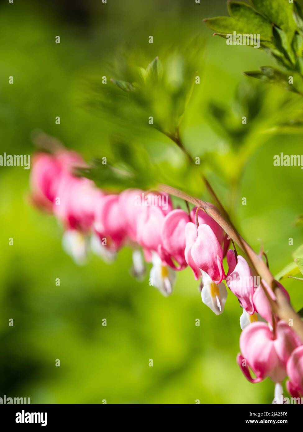 Weeping heart, also lamprocapnos (Lamprocapnos spectabilis ...