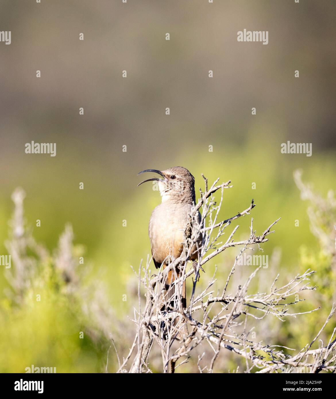 California Thrasher calling singing Stock Photo - Alamy