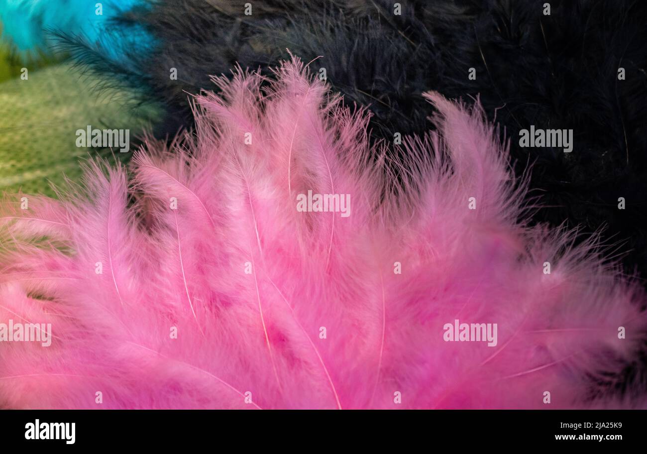 Prettiest Bird Feathers