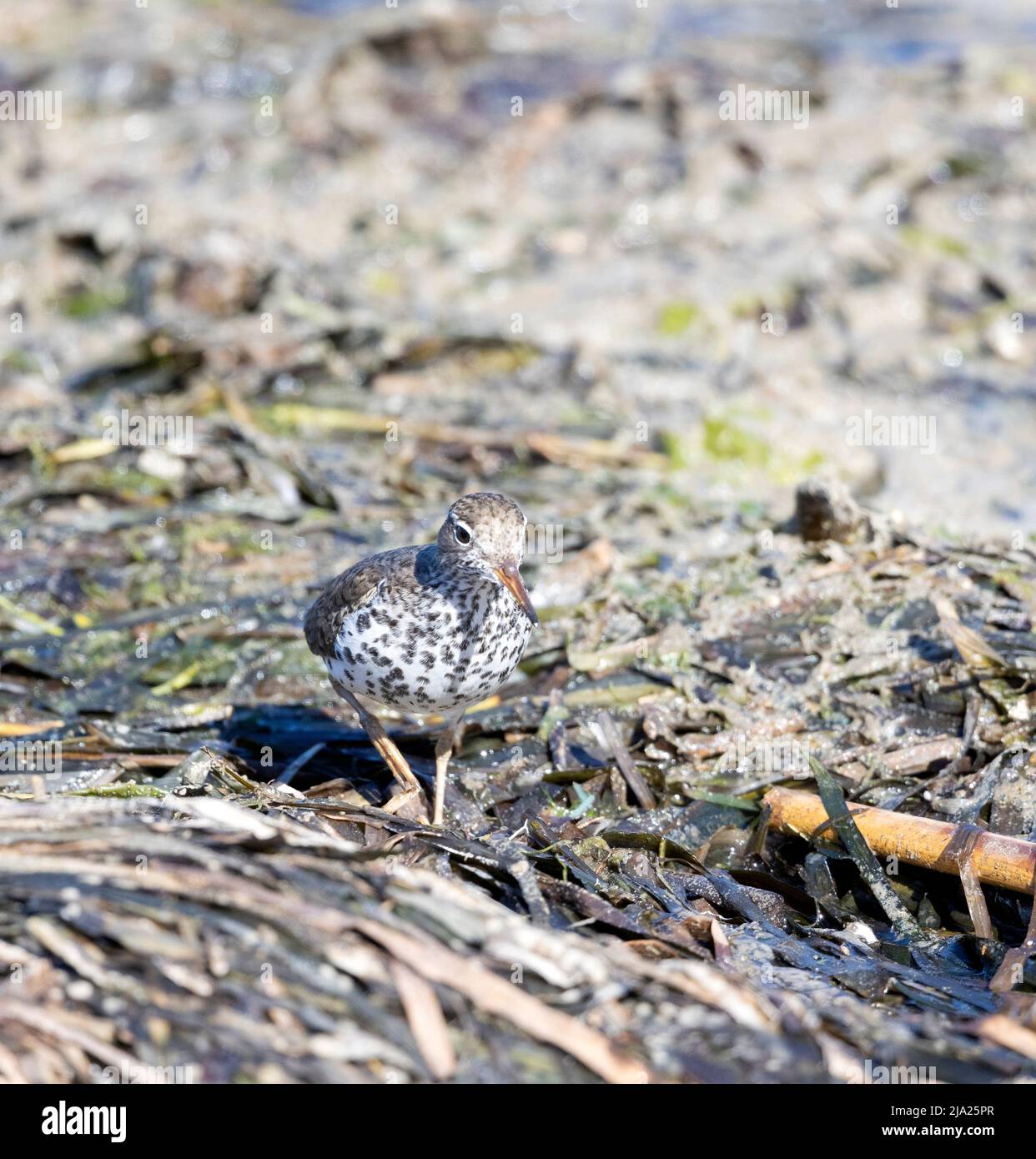 Spotted sandpiper breeding plumage hi-res stock photography and images ...